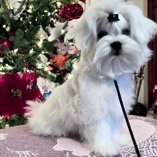 Maltese Puppies For Sale in Tennessee - Show Dogs Champions | Ritzys ...