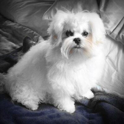 AKC Champion Maltese Show Dogs & Breeder Tennessee | Ritzys Maltese