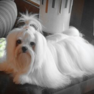 AKC Champion Maltese Show Dogs & Breeder Tennessee | Ritzys Maltese